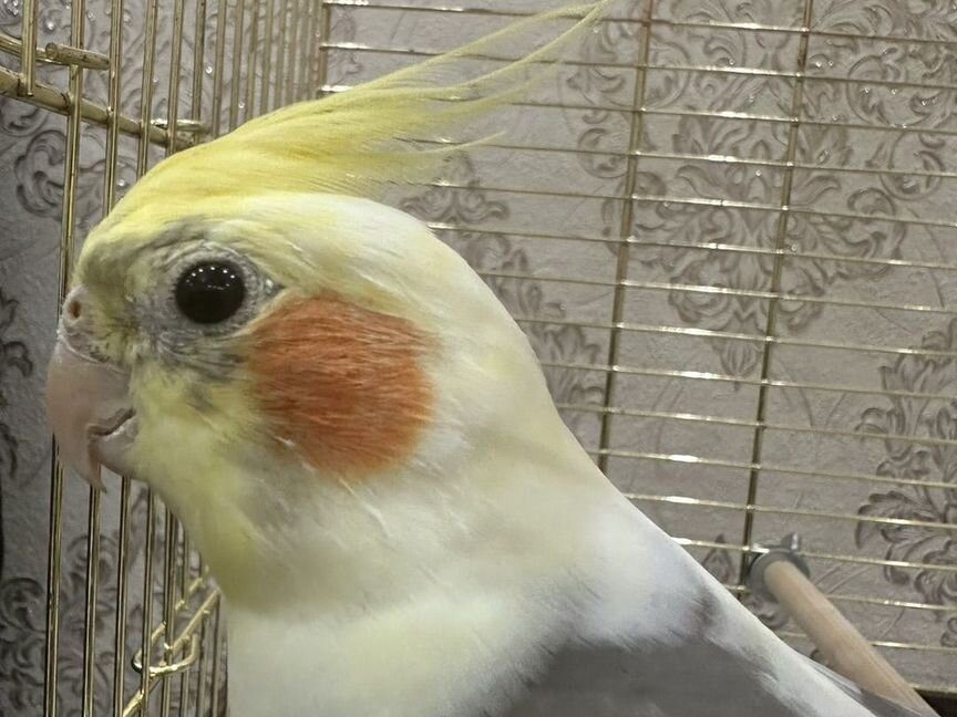 Попугай Корелла