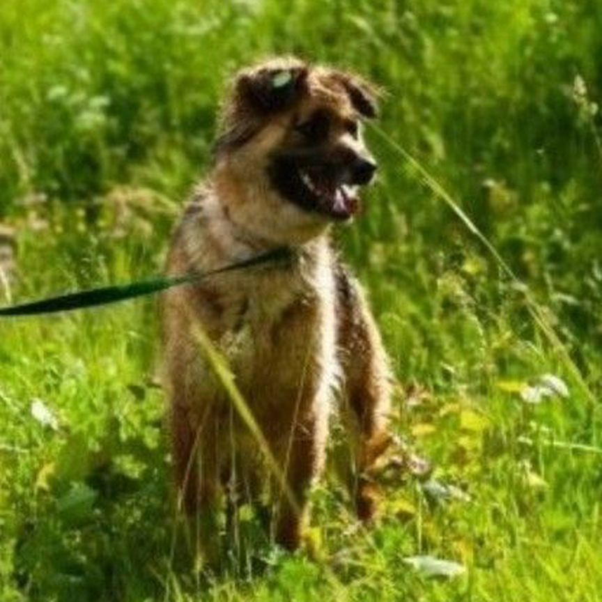 Очень нежная Чиса ждёт свою семью