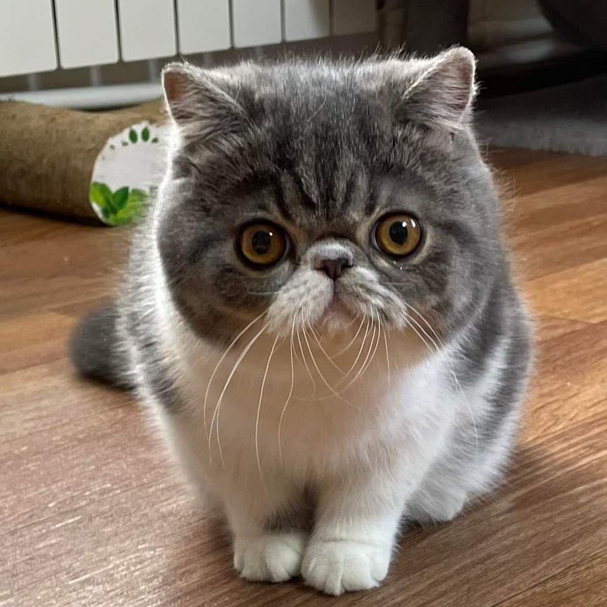 Экзотическая