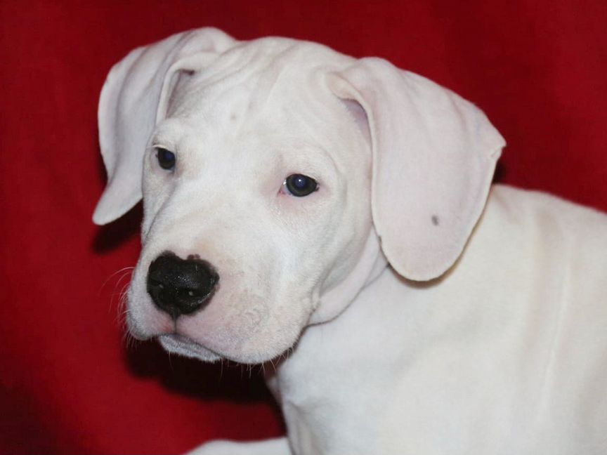 Дог аргентинский девочка в стандарте крупная