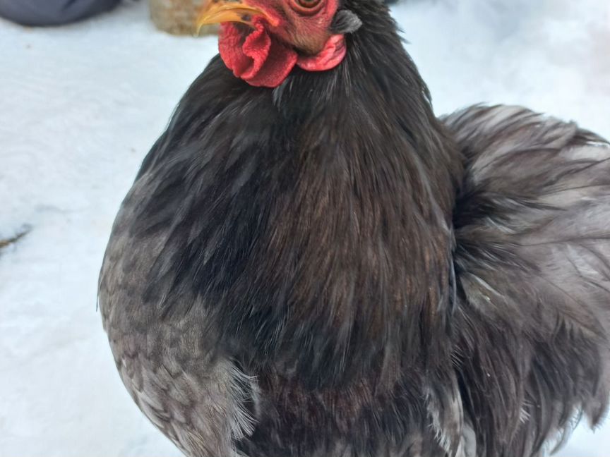 Куры карликовый кохин хин