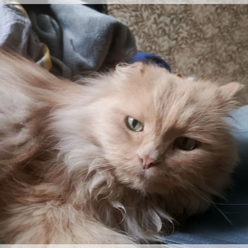 Мандарин котёнок