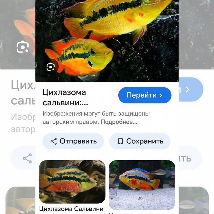 Рыбки в аквариум
