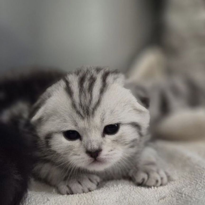 Шотландский вислоухий короткошёрстный котёнок