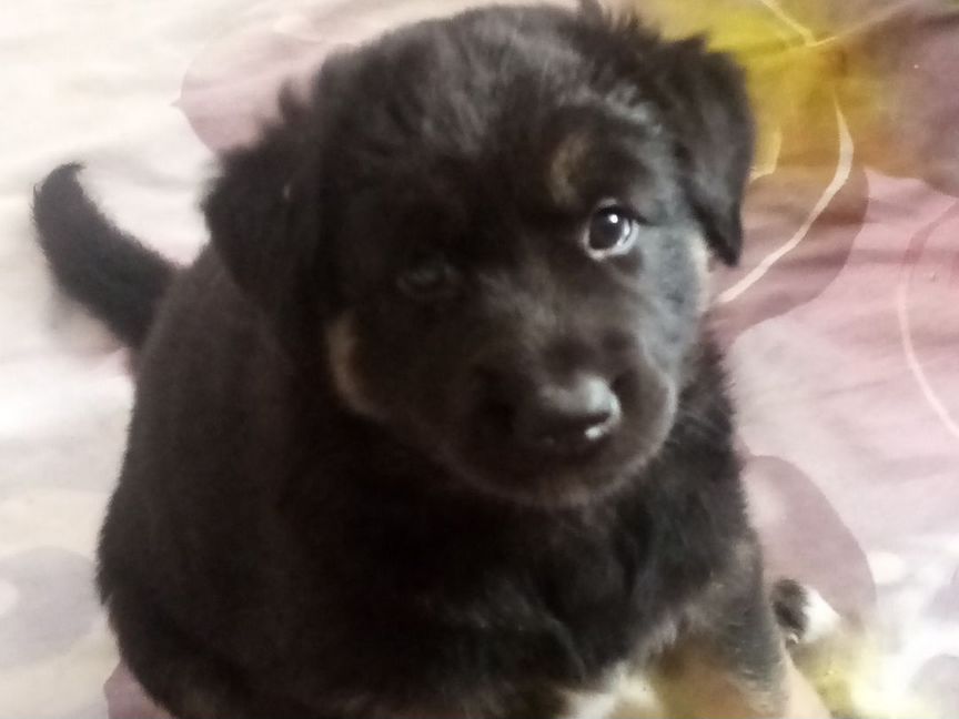 Щенок в добрые руки