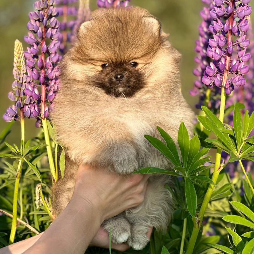 Померанский шпиц мини щенок