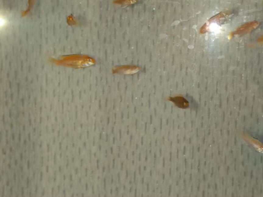 Аквариумные рыбки еллоу