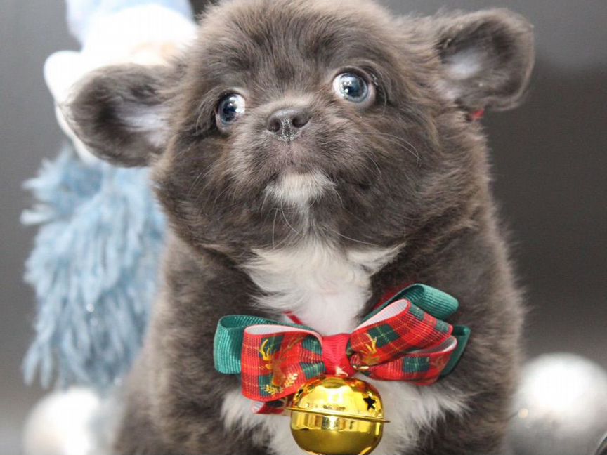 Сладкий медвежонок