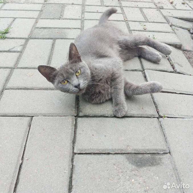 Кошечка метиска