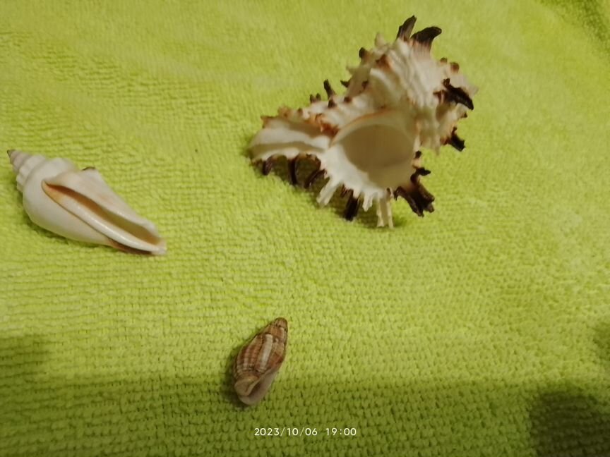 Ракушки морские