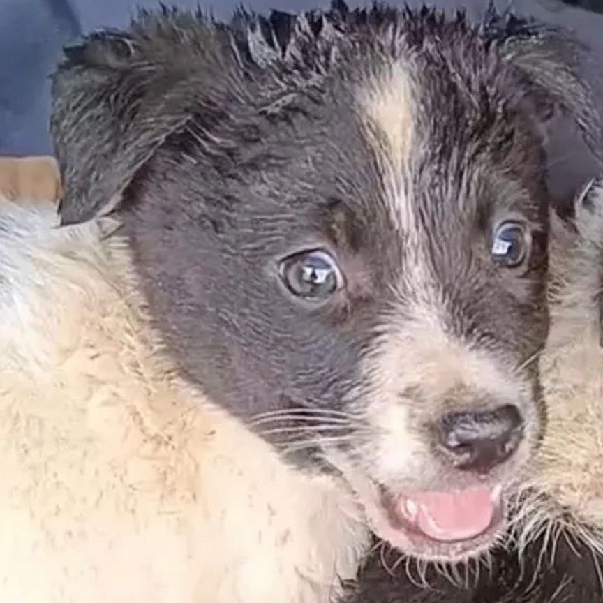 Щенок в добрые руки