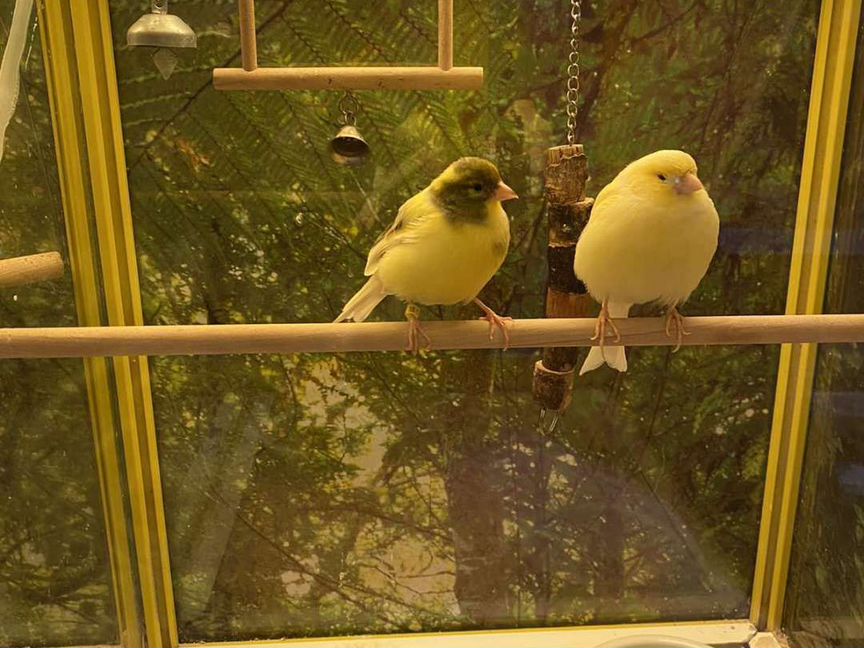 Кенар и канарейка