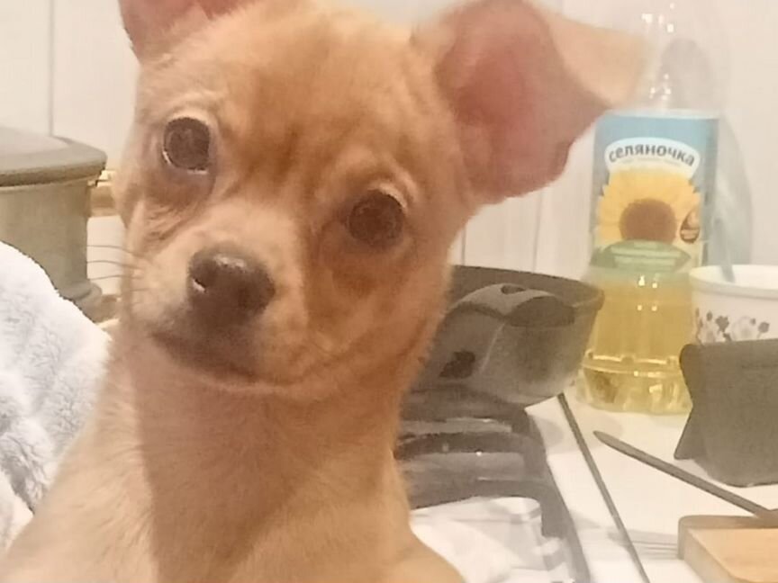 Смесь той-терьера и пинчера