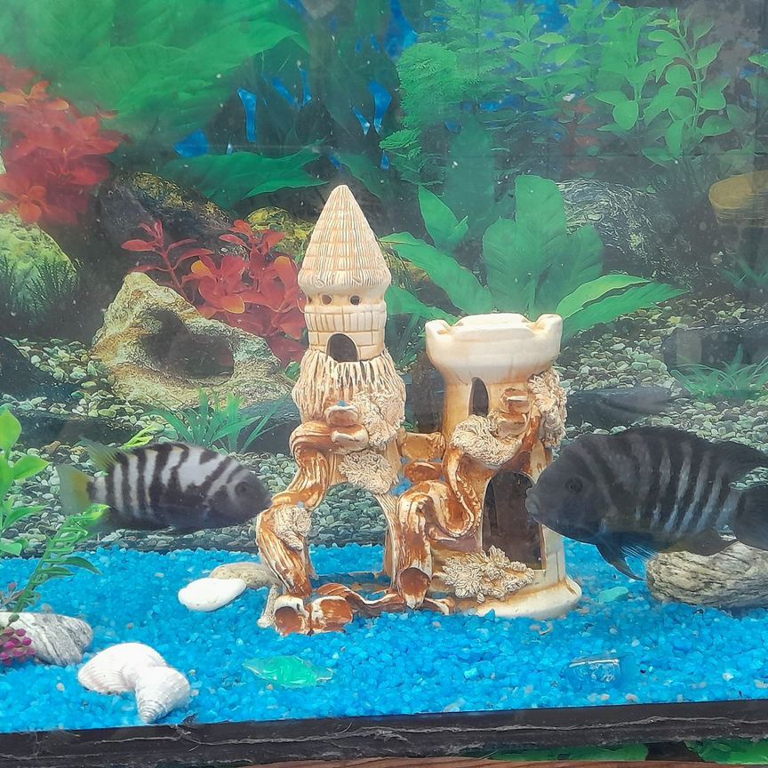 Аквариум, рыбки