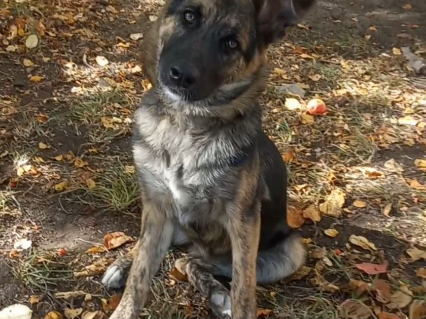 Восточноевропейская овчарка