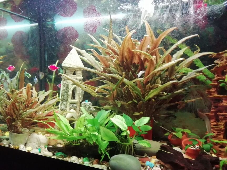 Аквариумные рыбки