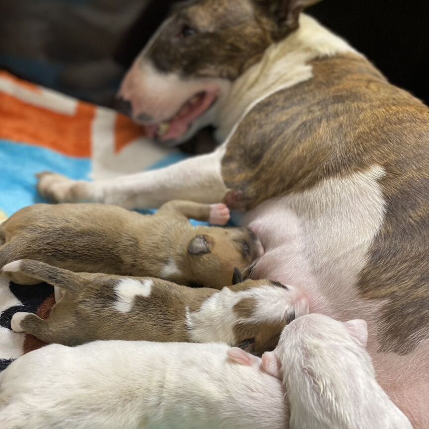 4 брата мини бульки