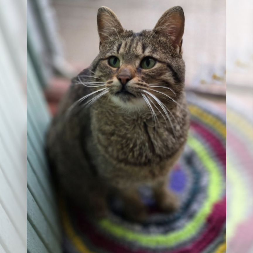 Взрослый кот в добрые руки