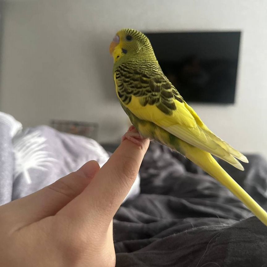 Волнистый попугай с клеткой