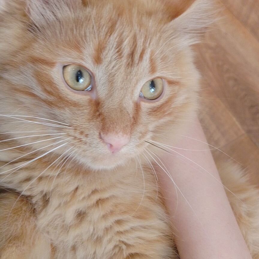 Рыжий котенок мальчик мейн-кун