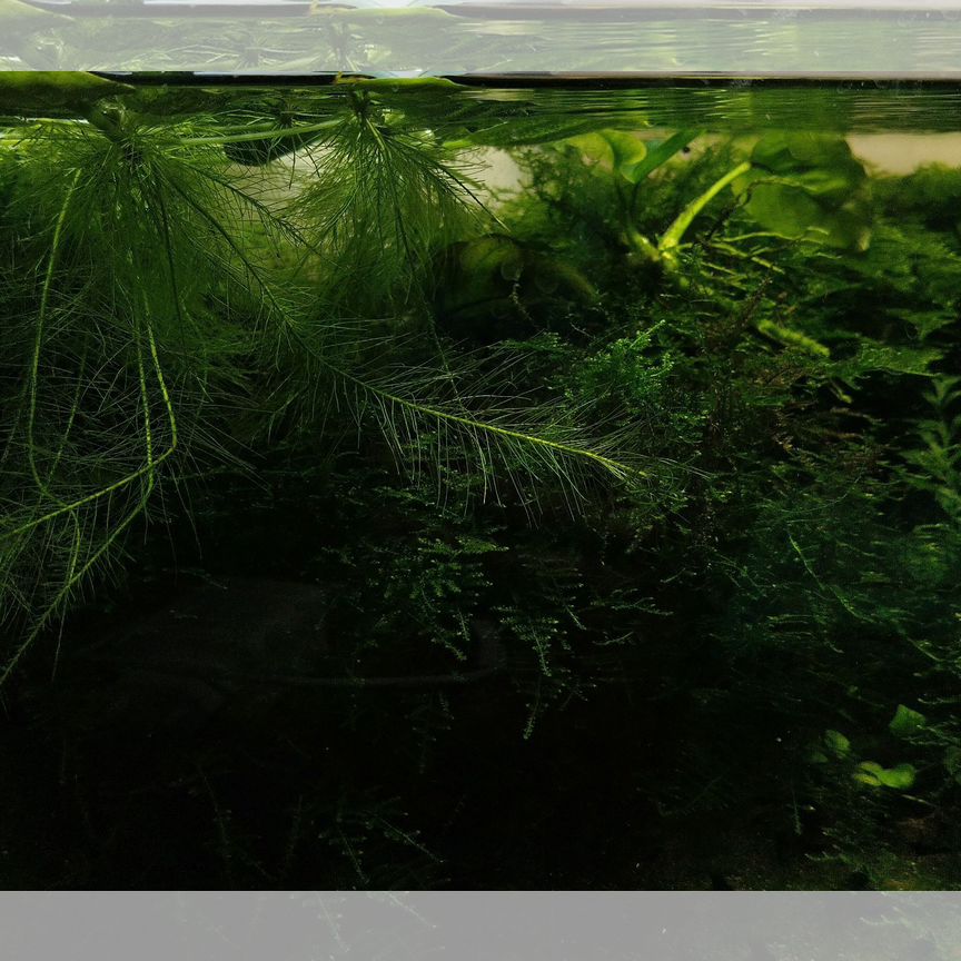 Аквариумный мох