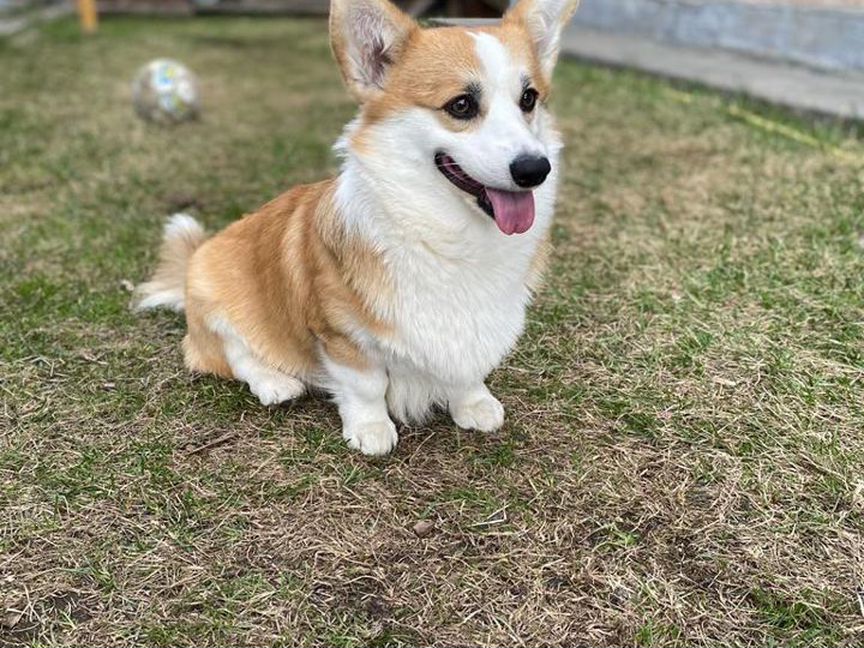 Вельш-корги пемброк вязка