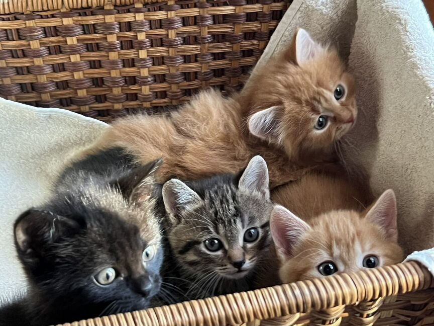 Кошки в добрые руки бесплатно