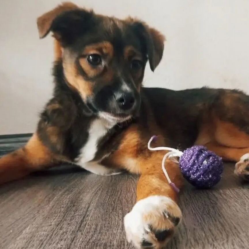 Щенок в добрые руки