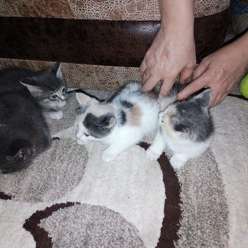 Котята кошечки