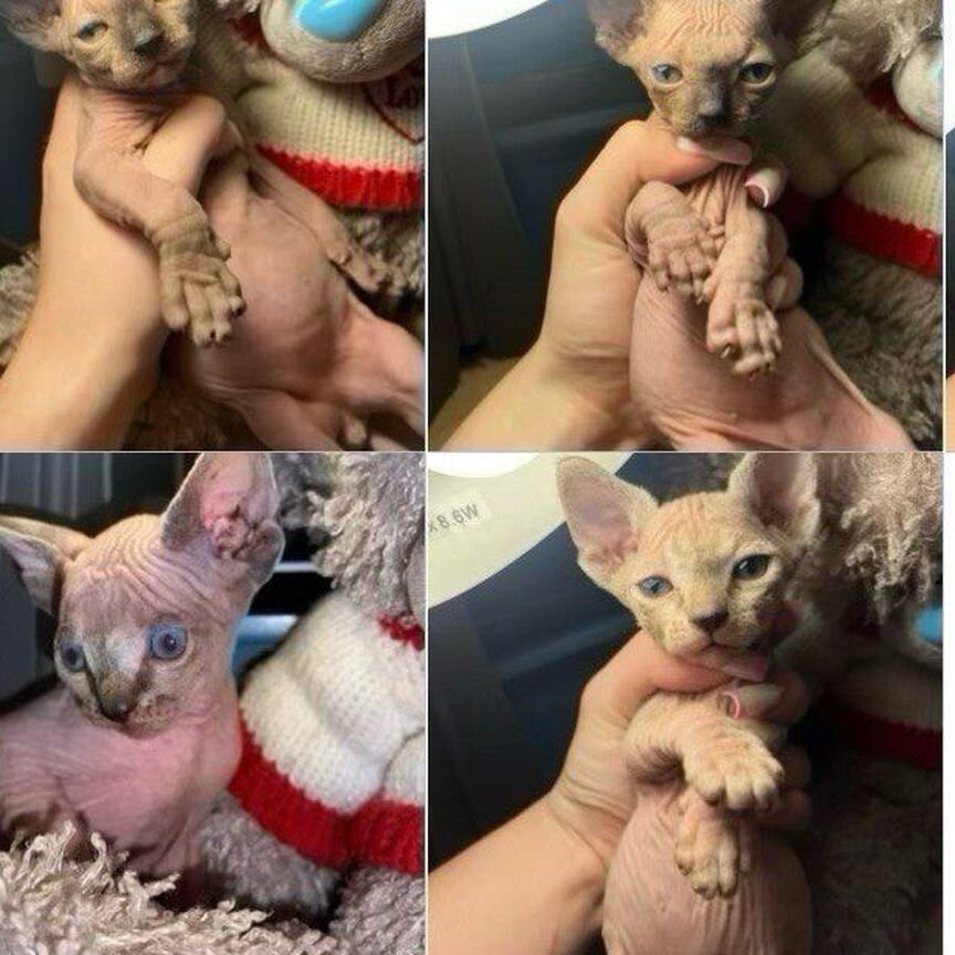 Канадский сфинкс котенок