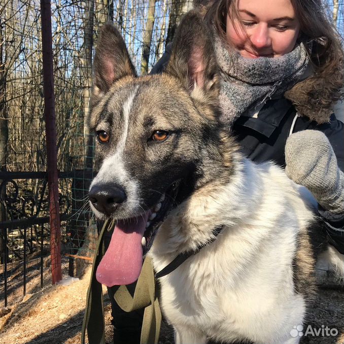 Пёс жил в квартире, попал в приют