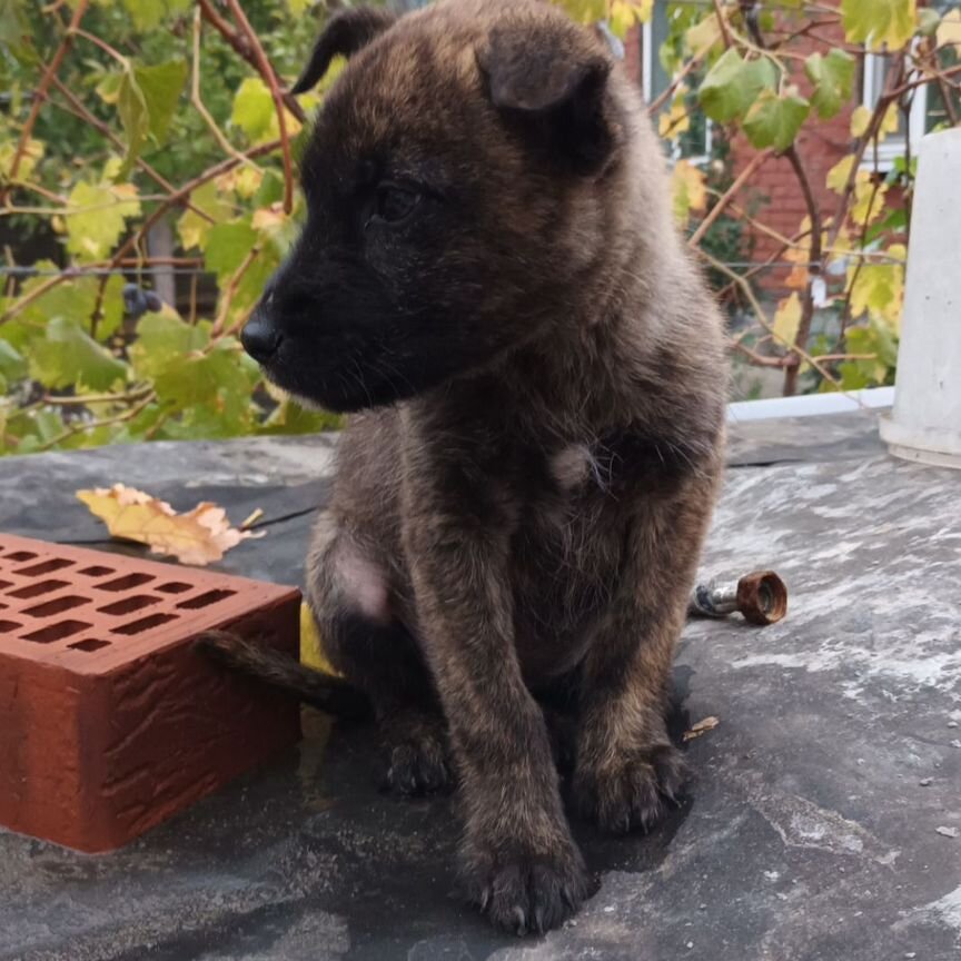 Щенок в добрые руки бесплатно