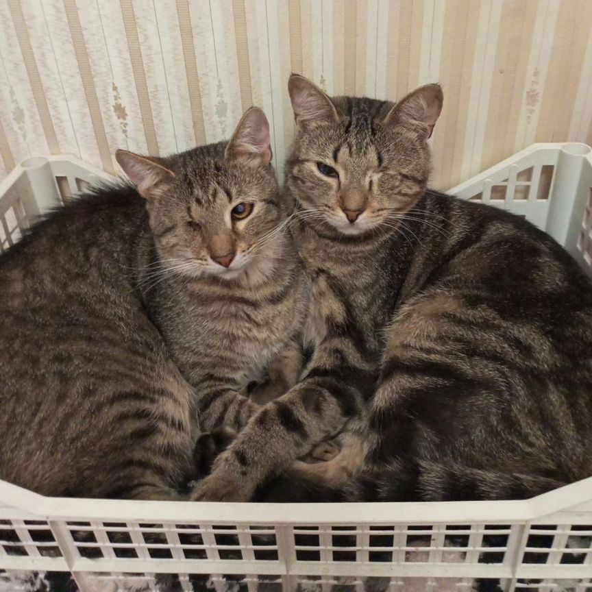 Братики котики