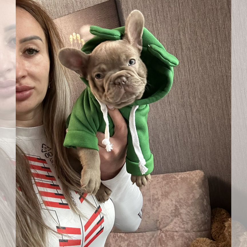 Французский бульдог, щенок