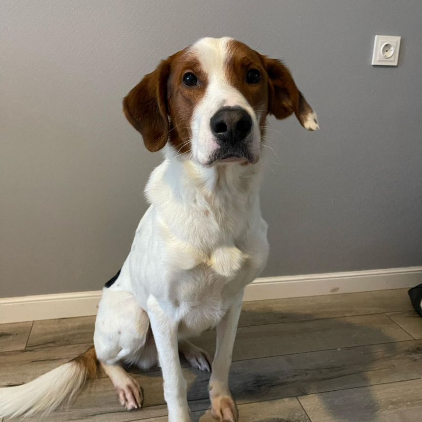 Собака в добрые руки отдам бесплатно