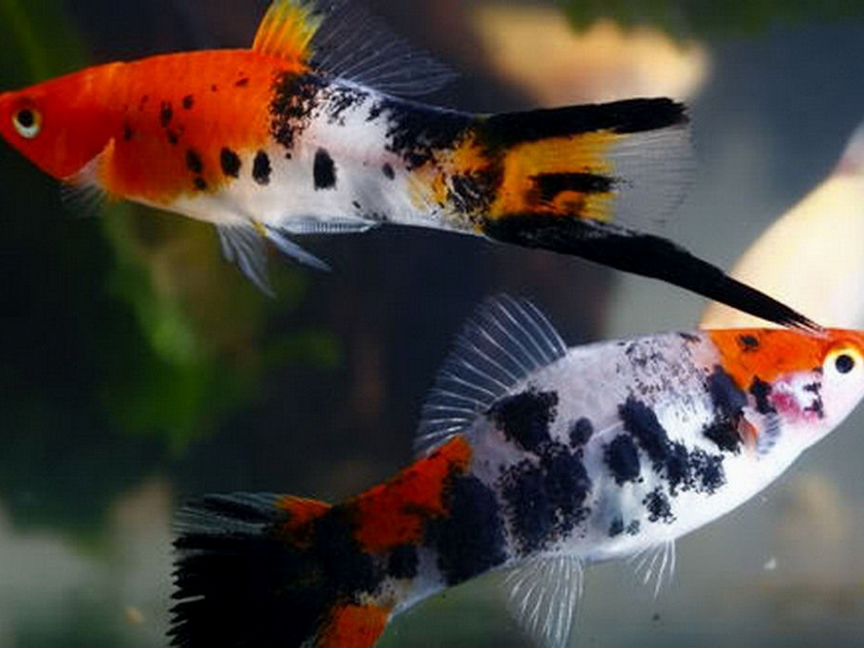 Меченосец Кои Шэва