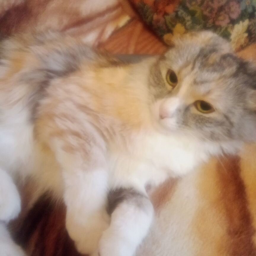 Отдам кошку в добрые руки