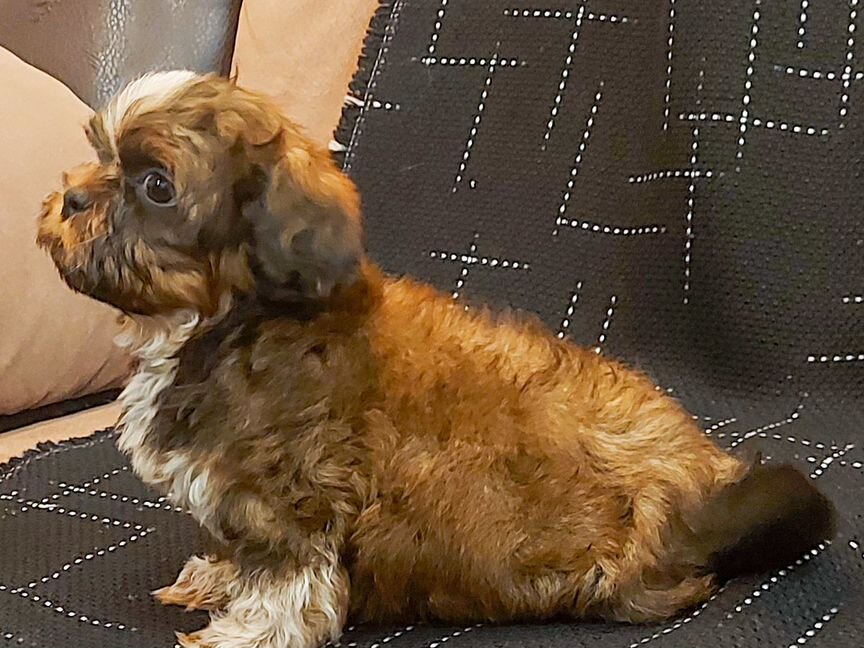 Щенки ши-тцу