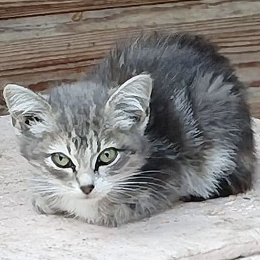 Дымчатый котенок трехцветный
