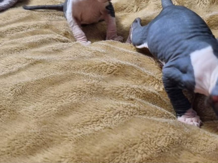 Продаются котята канадские сфинксы