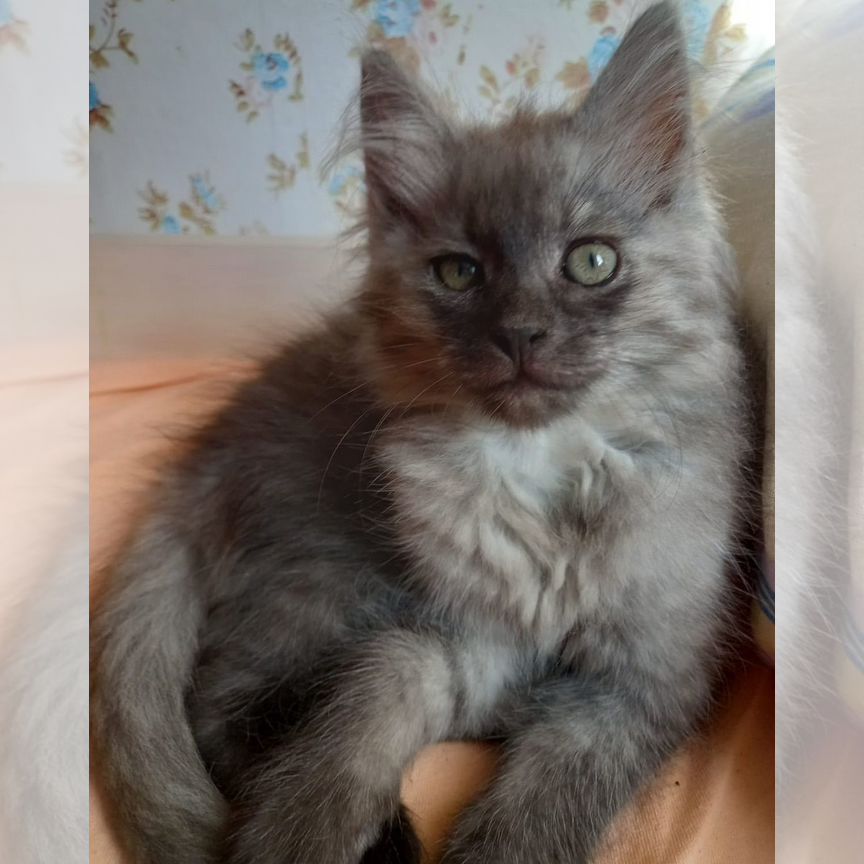 Котенок девочка в добрые руки