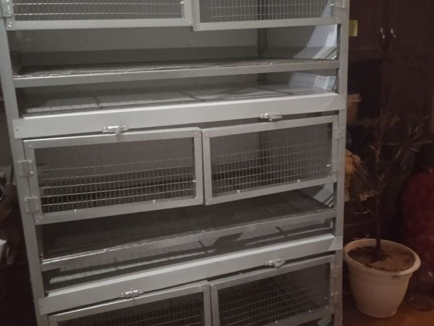 Брудер для цыплят