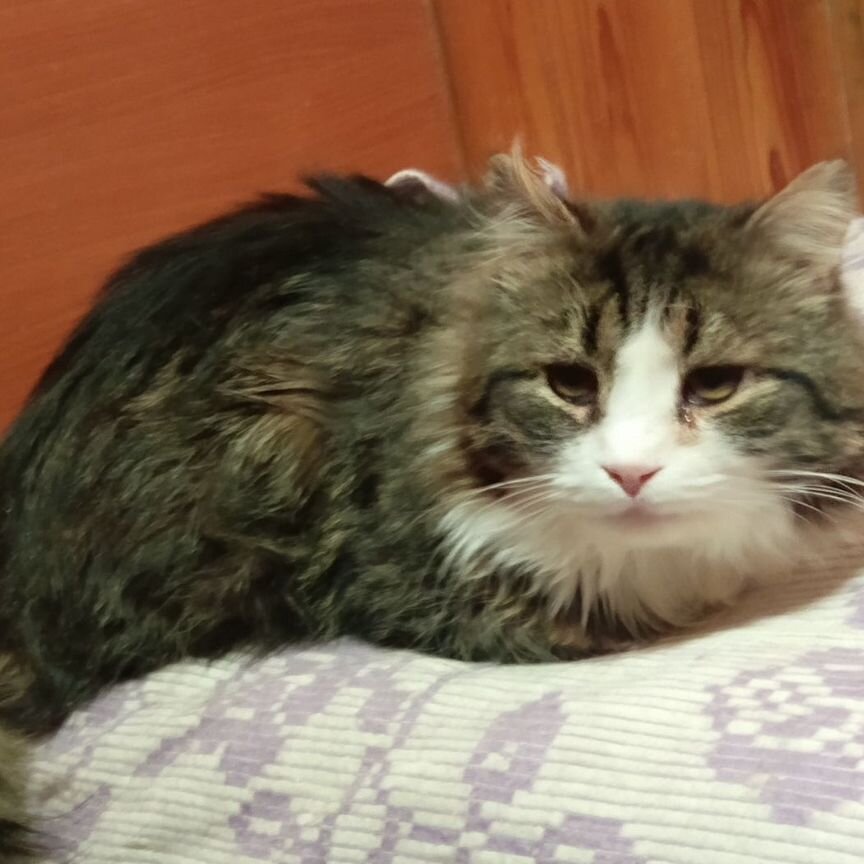 Кот Котофей в добрые руки