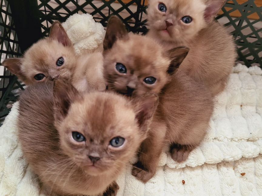 Бурманские котята