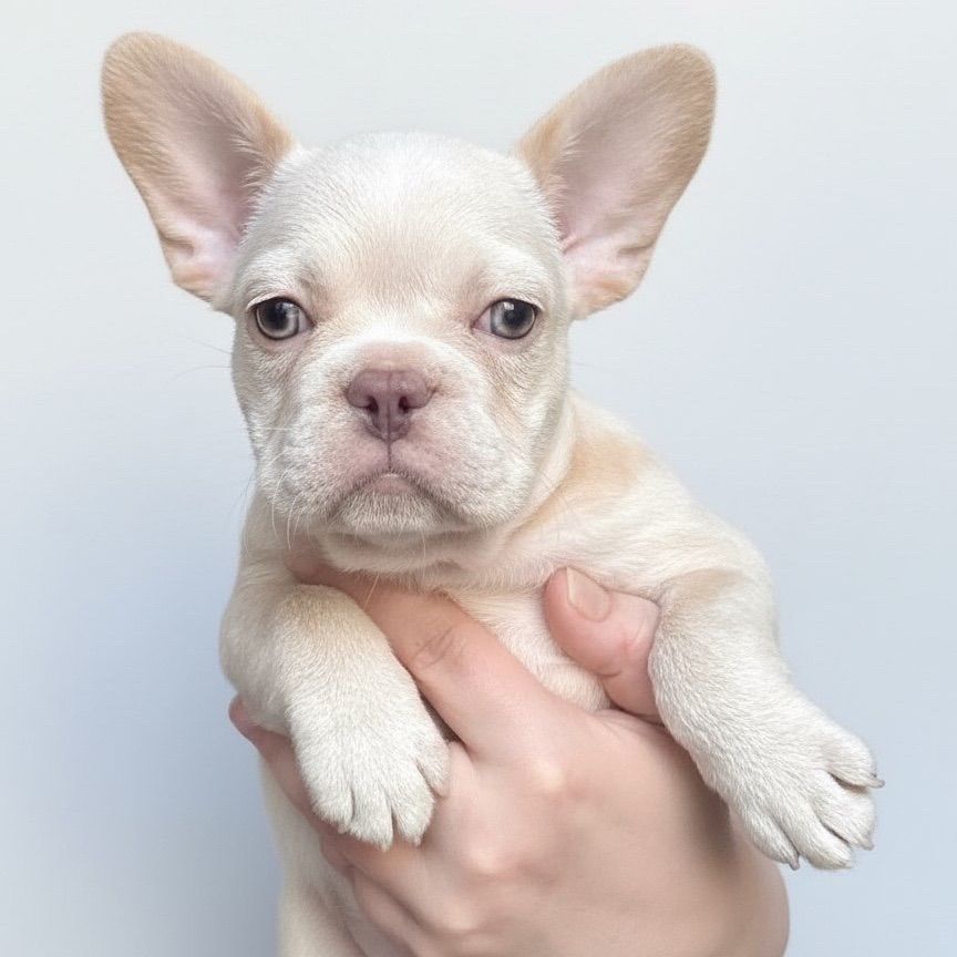 Французский бульдог, щенок