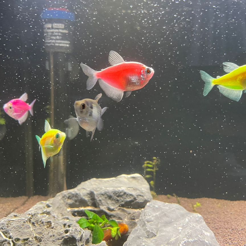 Тернеция гло