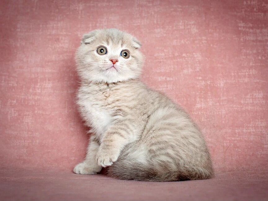 Питомник шотландских кошек котенка в семью