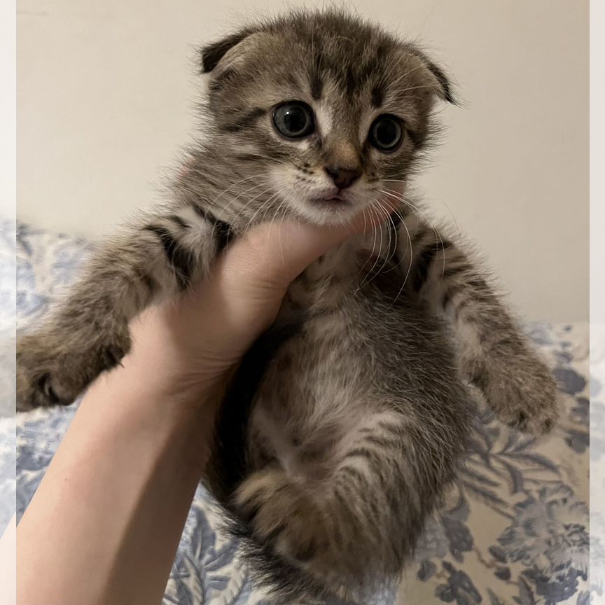 Котенок шотландский вислоухий девочка