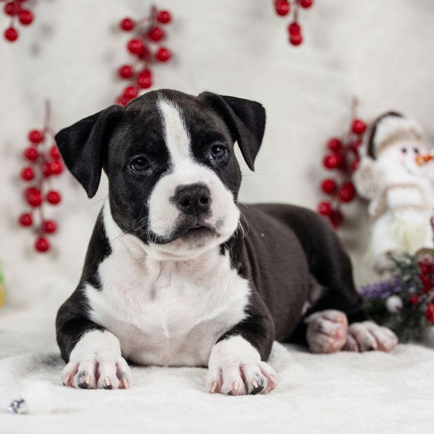 Стаффордширский терьер щенки щенок