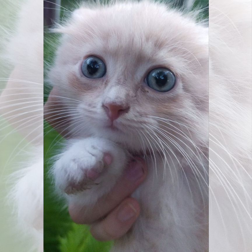 Сибирский котёнок